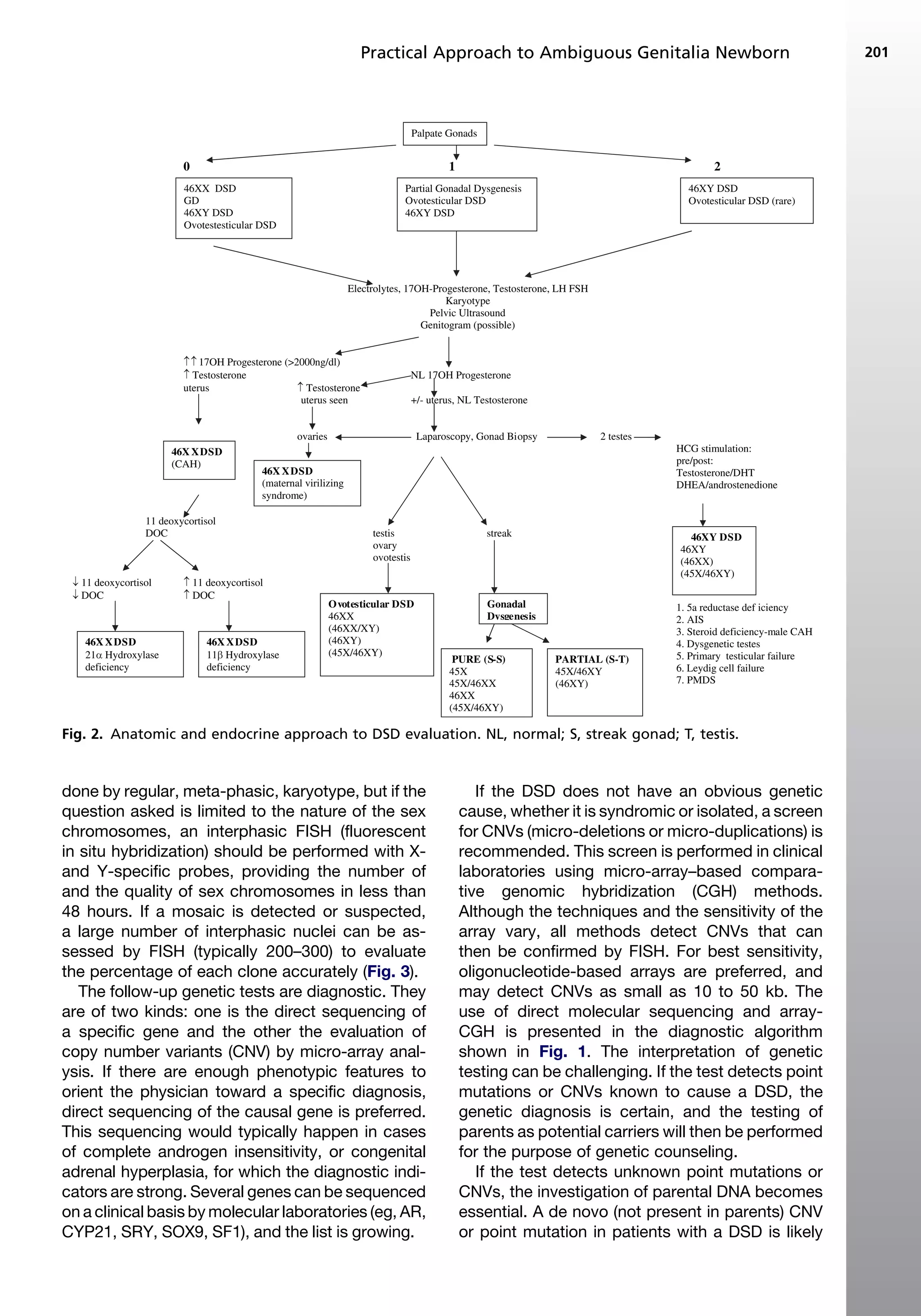 Ambiguous genitalia | PDF