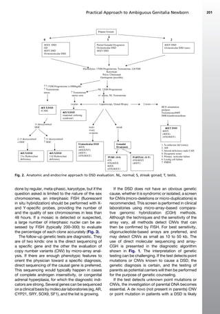 Ambiguous genitalia | PDF