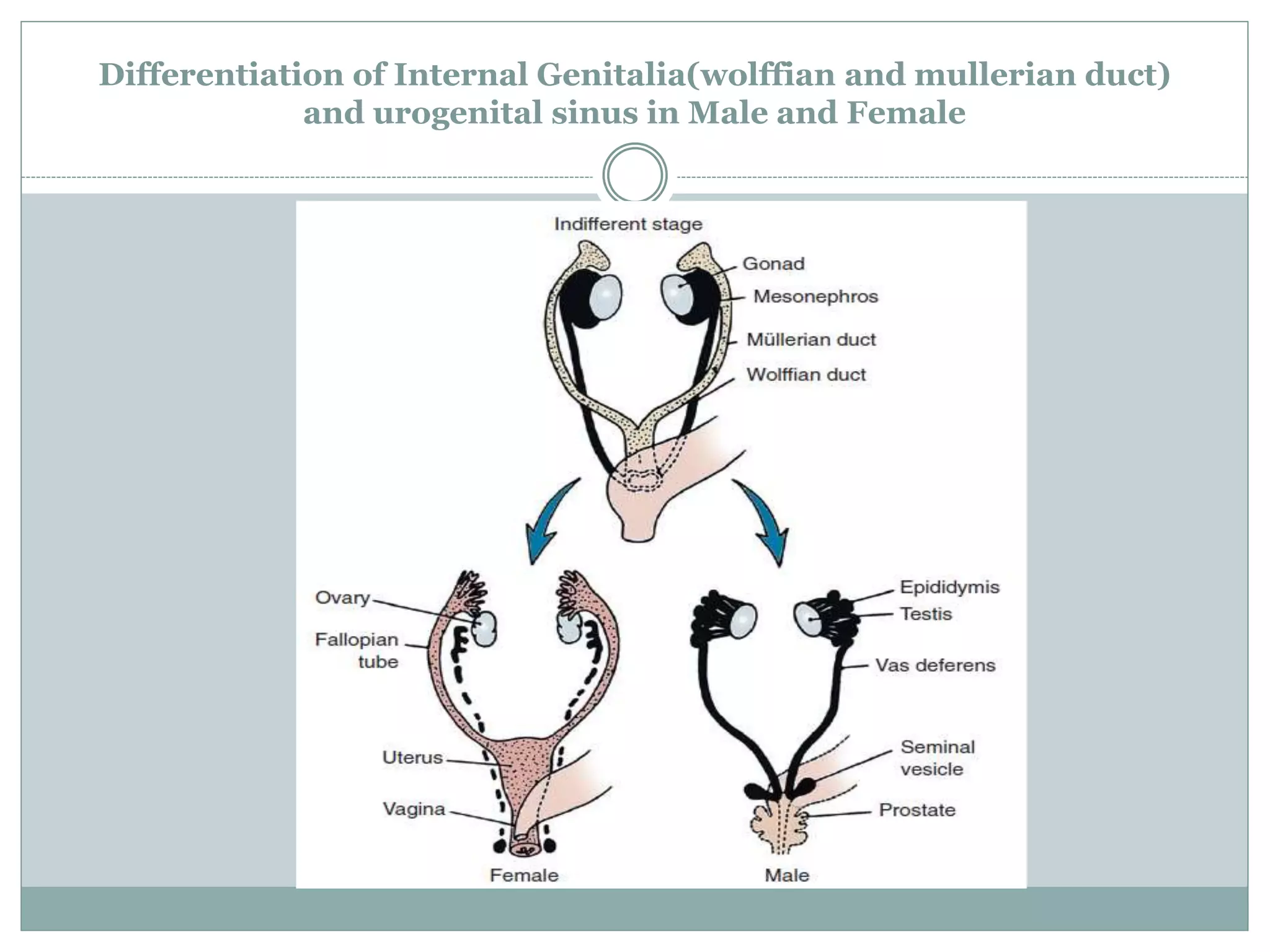 Ambiguous genitalia | PPTX