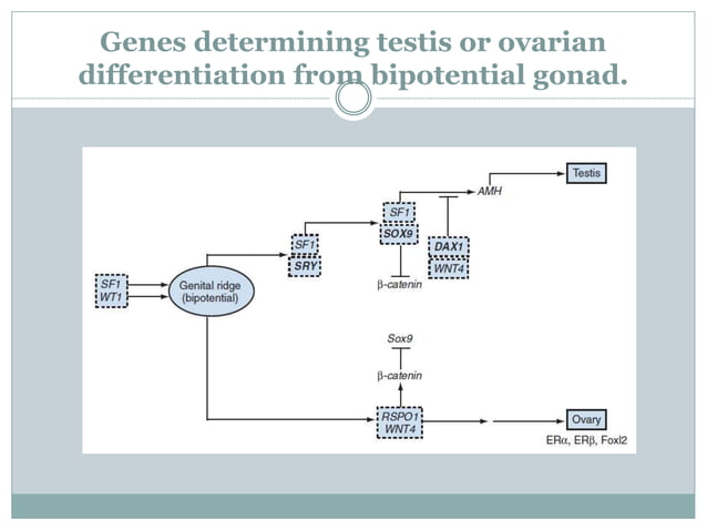 Ambiguous genitalia | PPTX