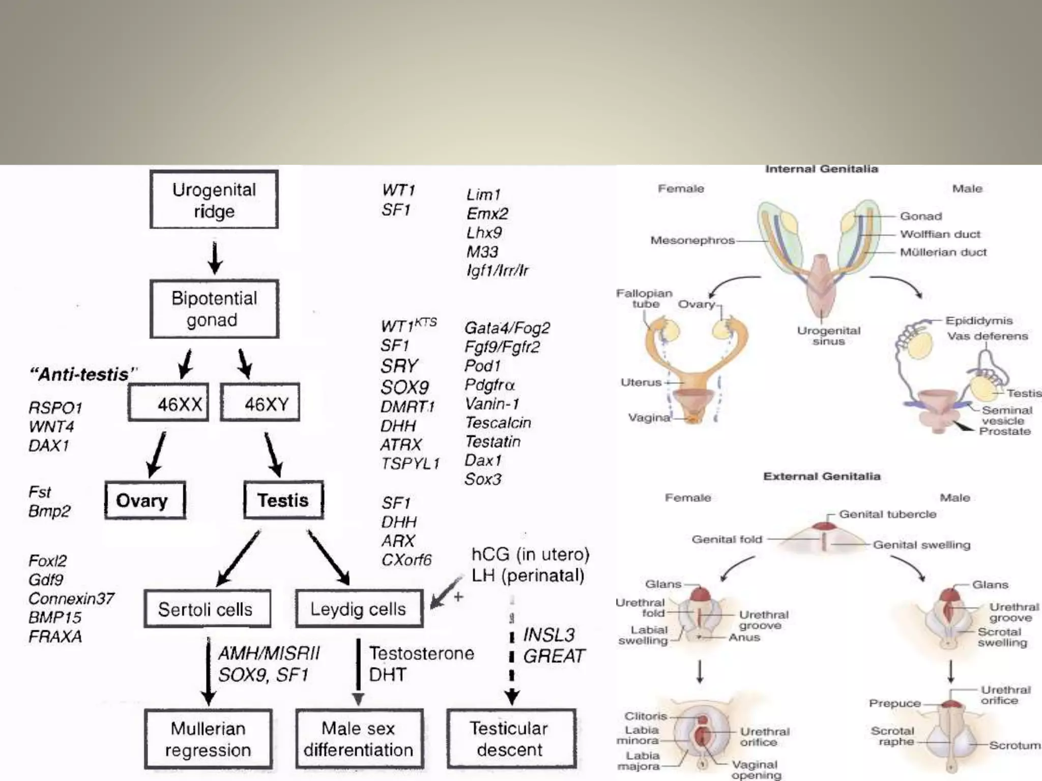 Ambiguous genitalia | PPTX
