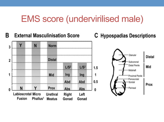 Ambiguous Genitalia Pdf 9793