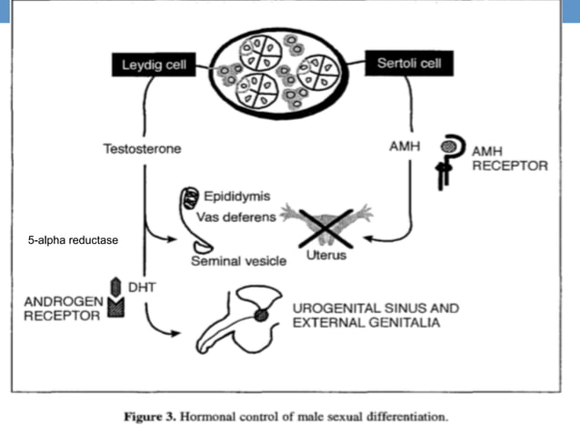 ambiguous genitalia | PDF