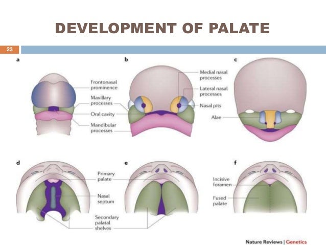 Ambili face development