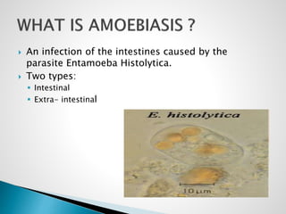 Ambiosis | PPTX | Digestive Disorders | Diseases and Conditions
