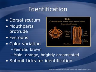 Amblyomma variegatum (Ticks) | PPT