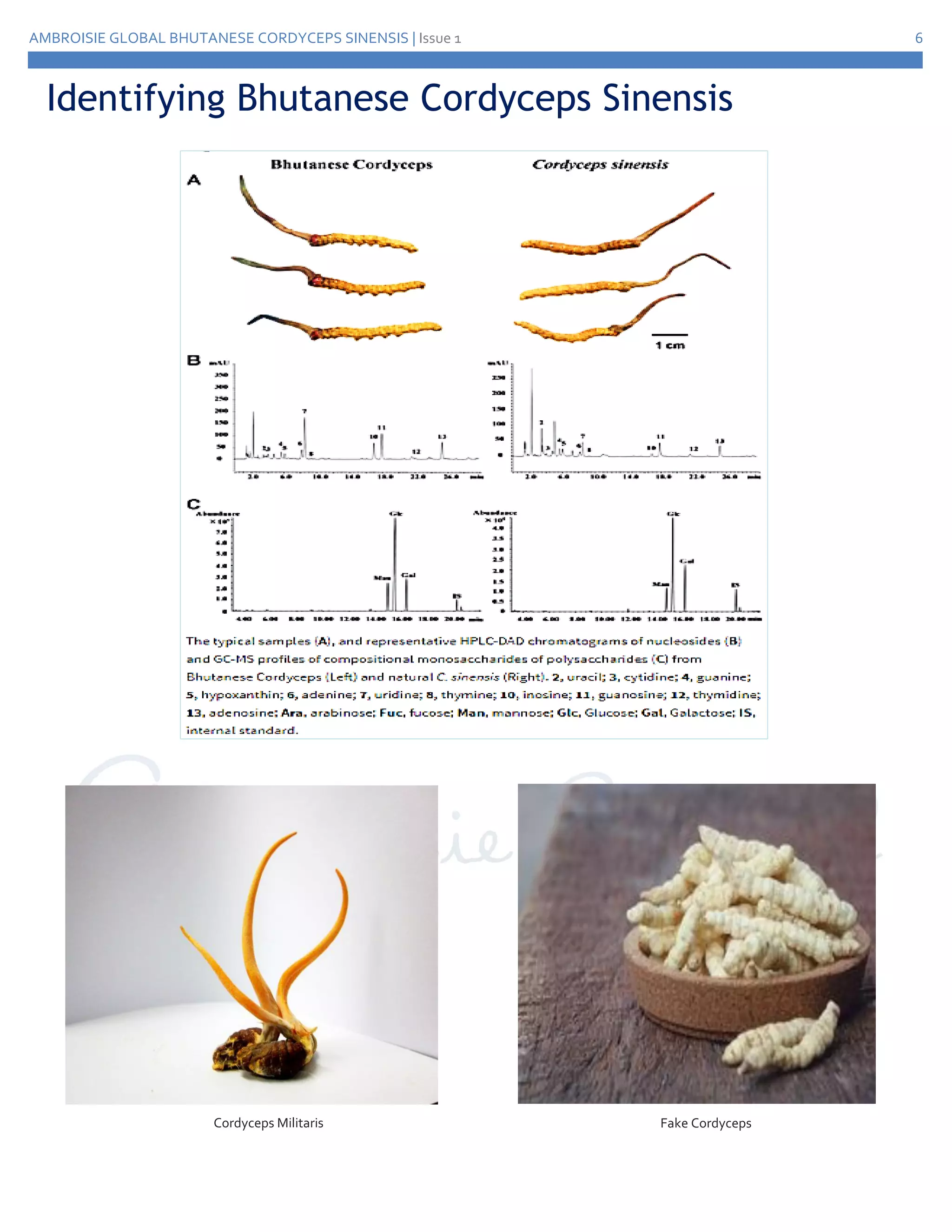 Ambroisie global bhutanese cordyceps sinensis factsheet | PDF