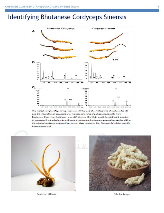 Ambroisie global bhutanese cordyceps sinensis factsheet | PDF