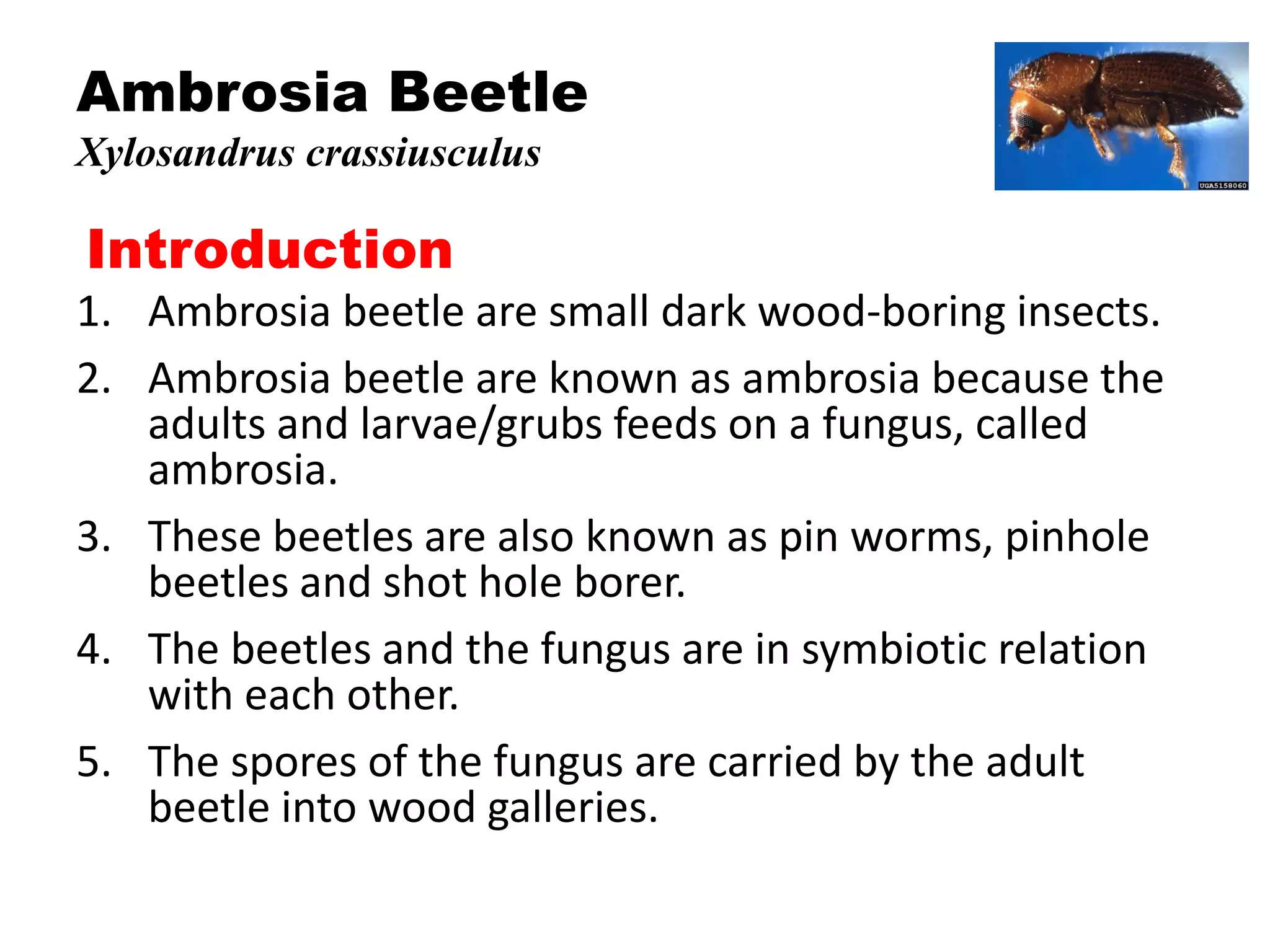 Ambrosia beetle | PPTX