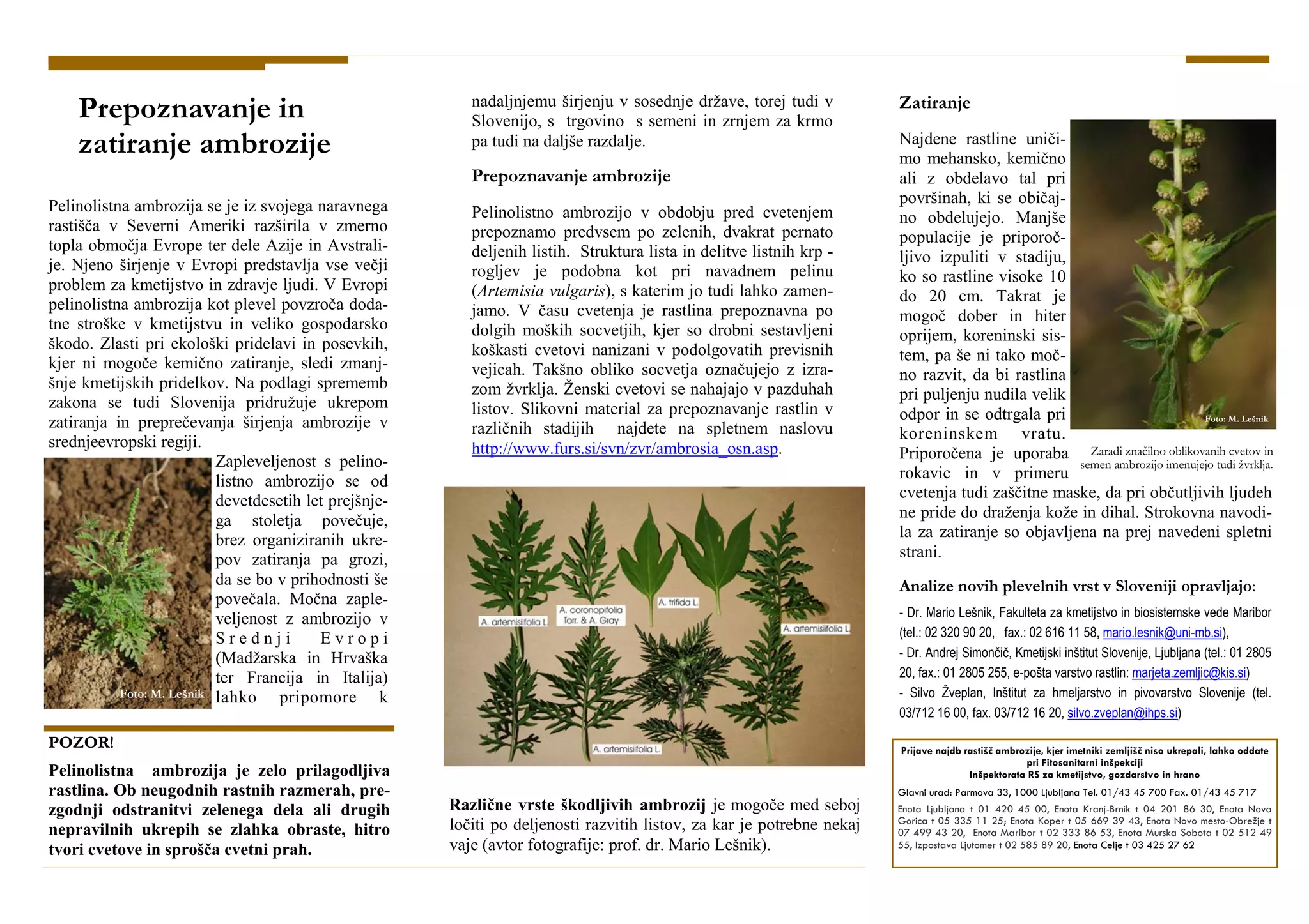 Ambrosia artemisiifolia - obvladovanje v Sloveniji | PDF