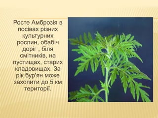 Ambroziya | PPTX
