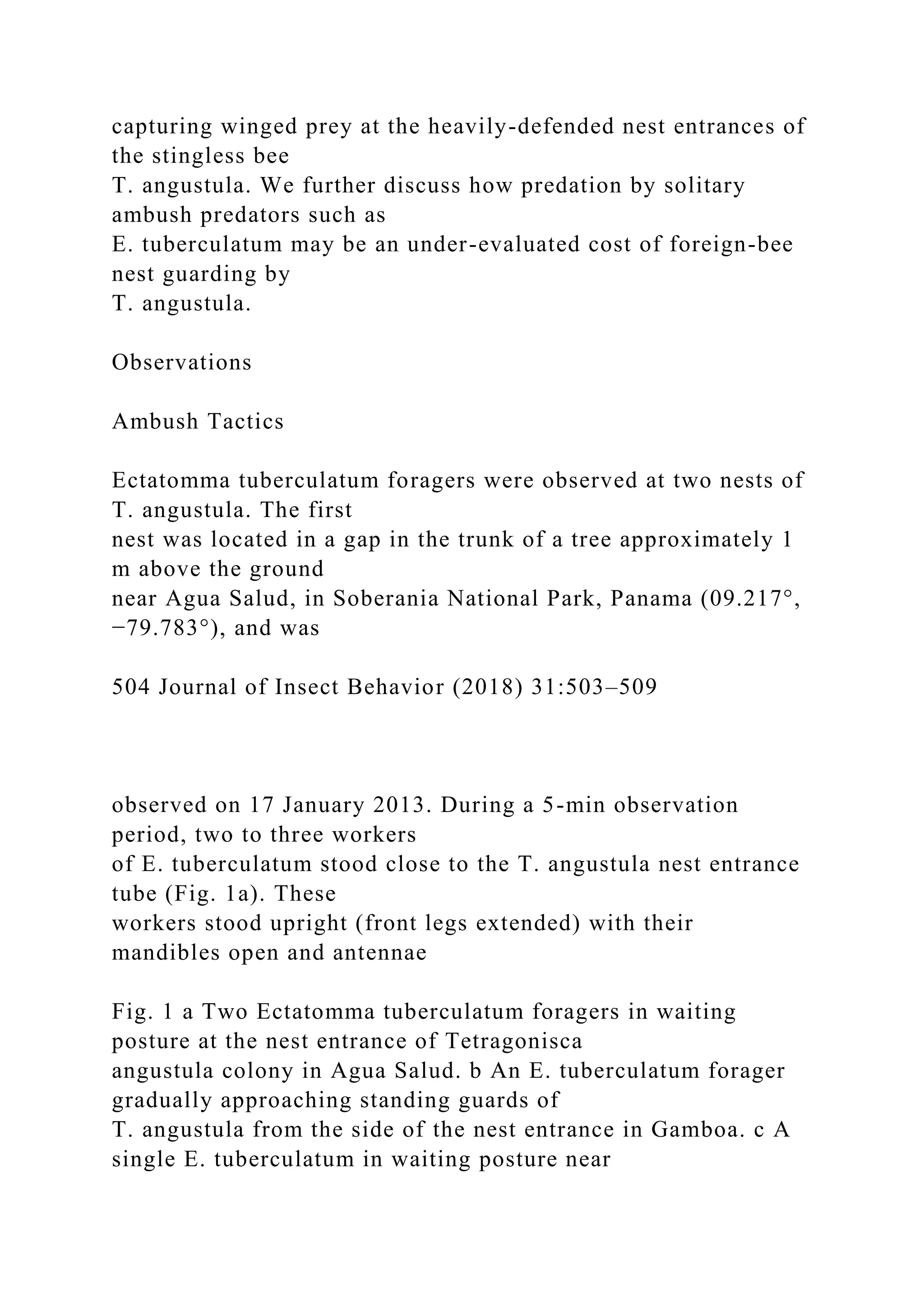 Ambush Predation of Stingless Bees (Tetragoniscaangustula) b.docx