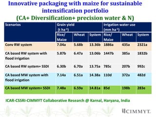 Sustainable Intensification in Maize Systems of South Asia | PPTX