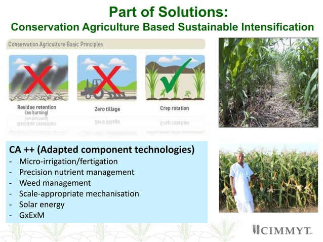 Sustainable Intensification in Maize Systems of South Asia | PPTX