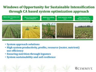 Sustainable Intensification in Maize Systems of South Asia | PPTX