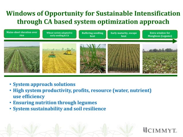 Sustainable Intensification in Maize Systems of South Asia | PPTX