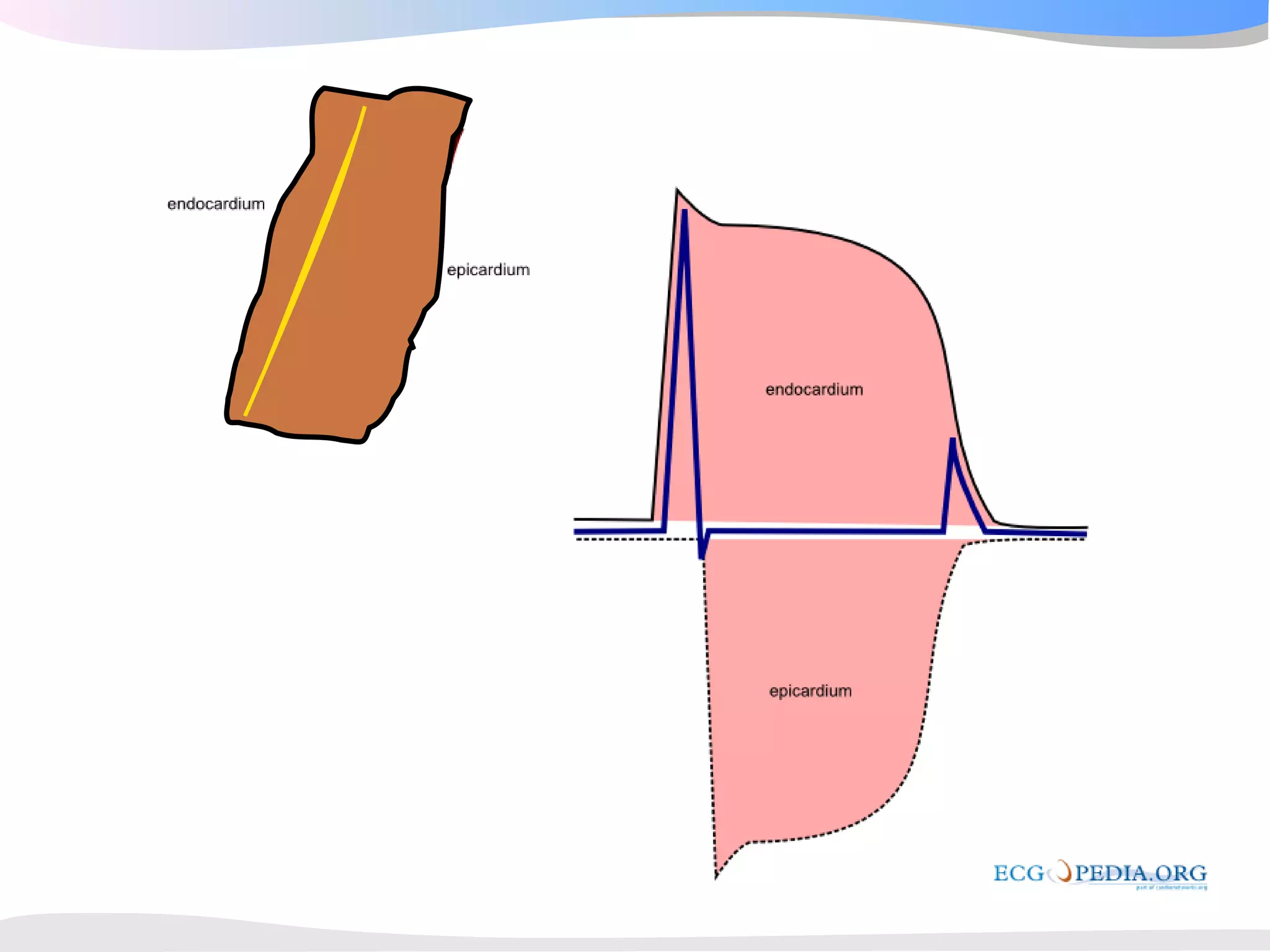 ECGpedia ECG course part I: Basic electrocardiography | PPT