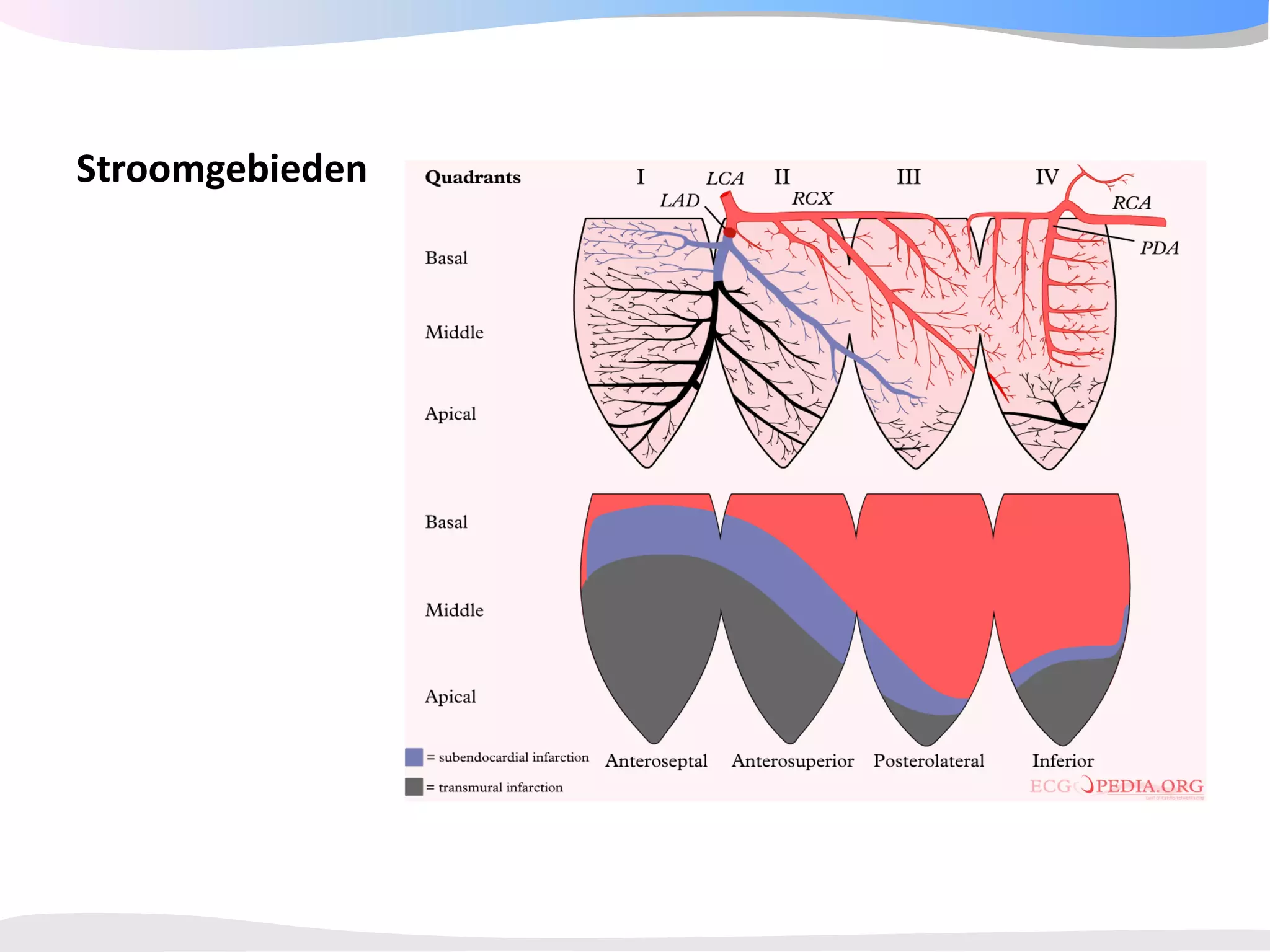 ECGpedia ECG course part II - ischemia, rhythm and conduction | PDF