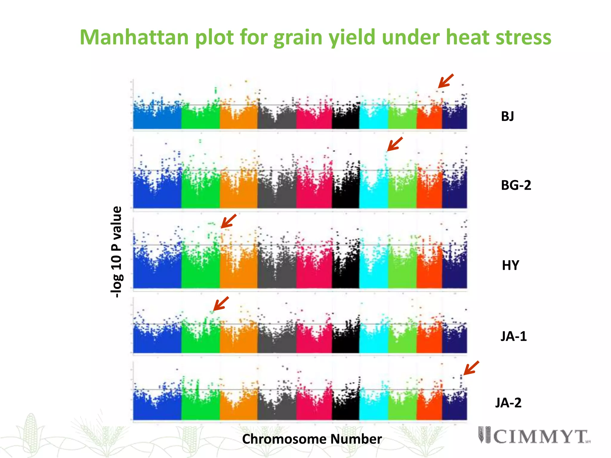 Heat stress tolerance in tropical maize | PPTX