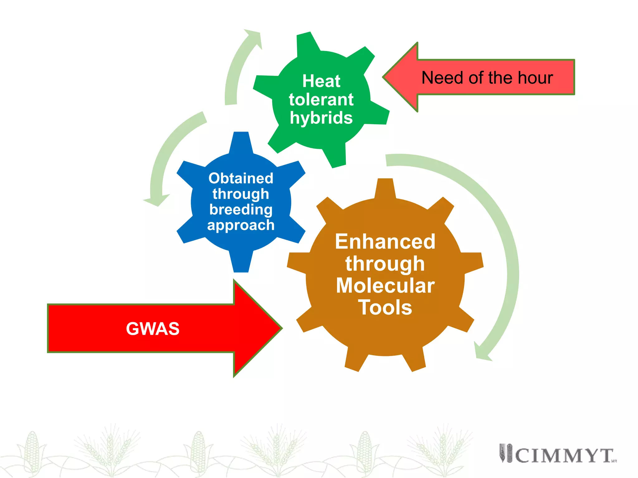 Heat stress tolerance in tropical maize | PPTX