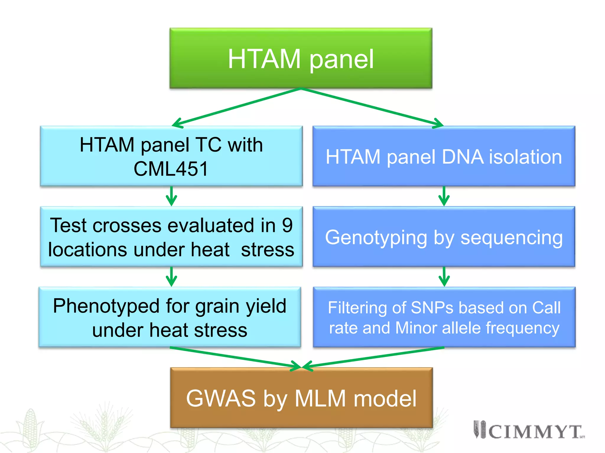 Heat stress tolerance in tropical maize | PPTX