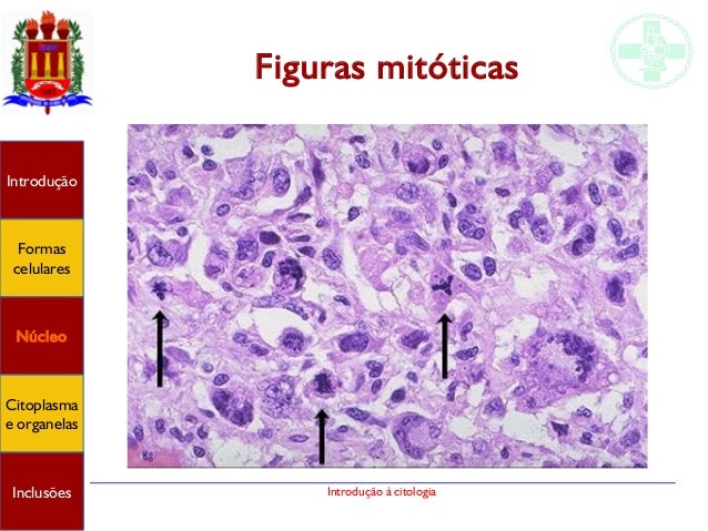Introdução à Citologia