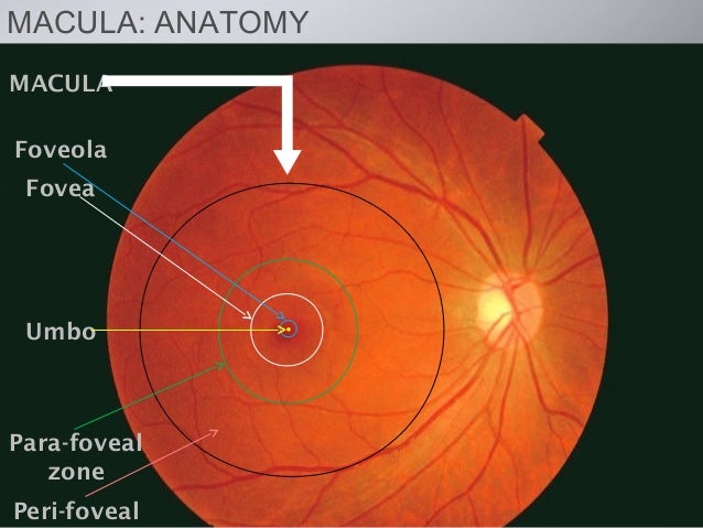 Age related macular degeneration