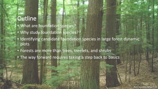 Forests are much more than trees: Testing for broader effects of ...