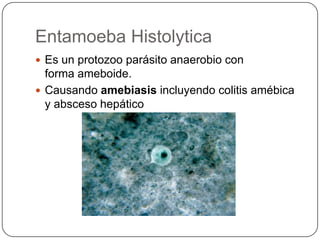 Amebas | PPTX