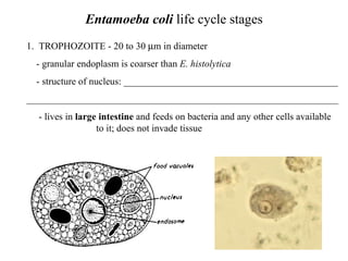 Entamoeba Coli Life Cycle