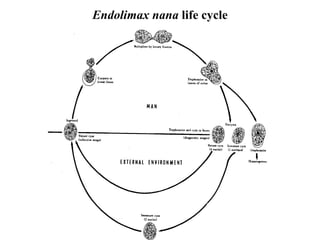 Entamoeba Coli Life Cycle