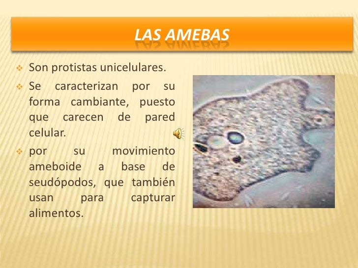 Amebas1