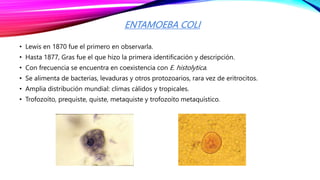AMEBAS COMENSALES EN EL SER HUMANO.pptx
