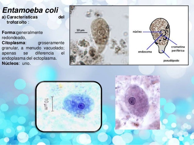 Entamoeba Coli Trofozoito