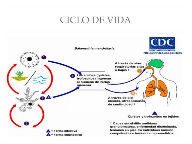 Amebas de Vida Libre (AVL)
