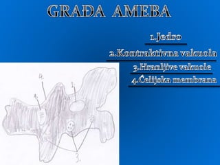 Amebe | PPT