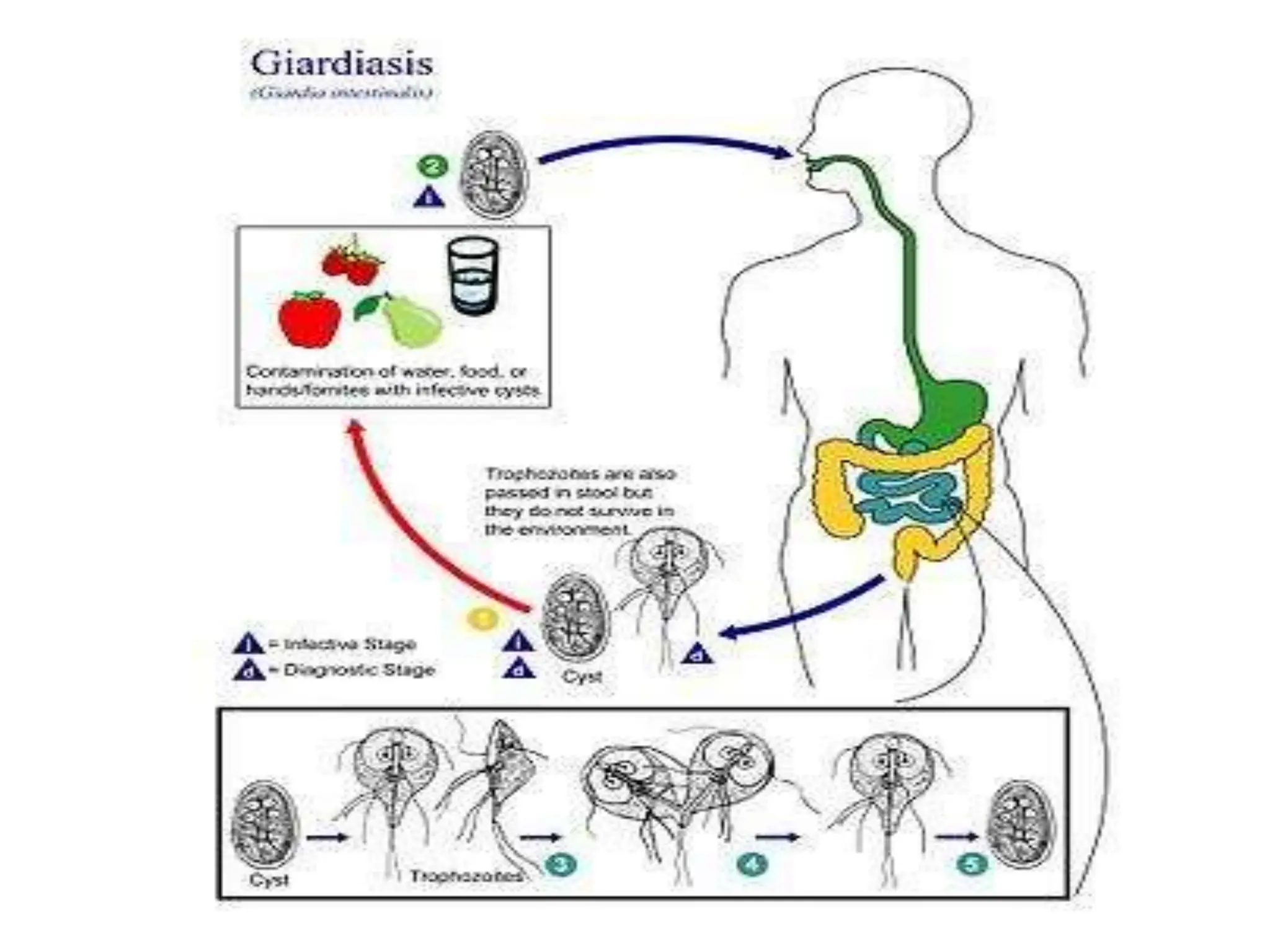 AMEBIASIS and GIARDIASIS in general population | PPT