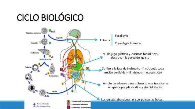 Amebiasis y Giardiasis