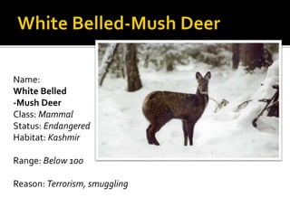 Ameena’s collection of endangered species in India | PPT