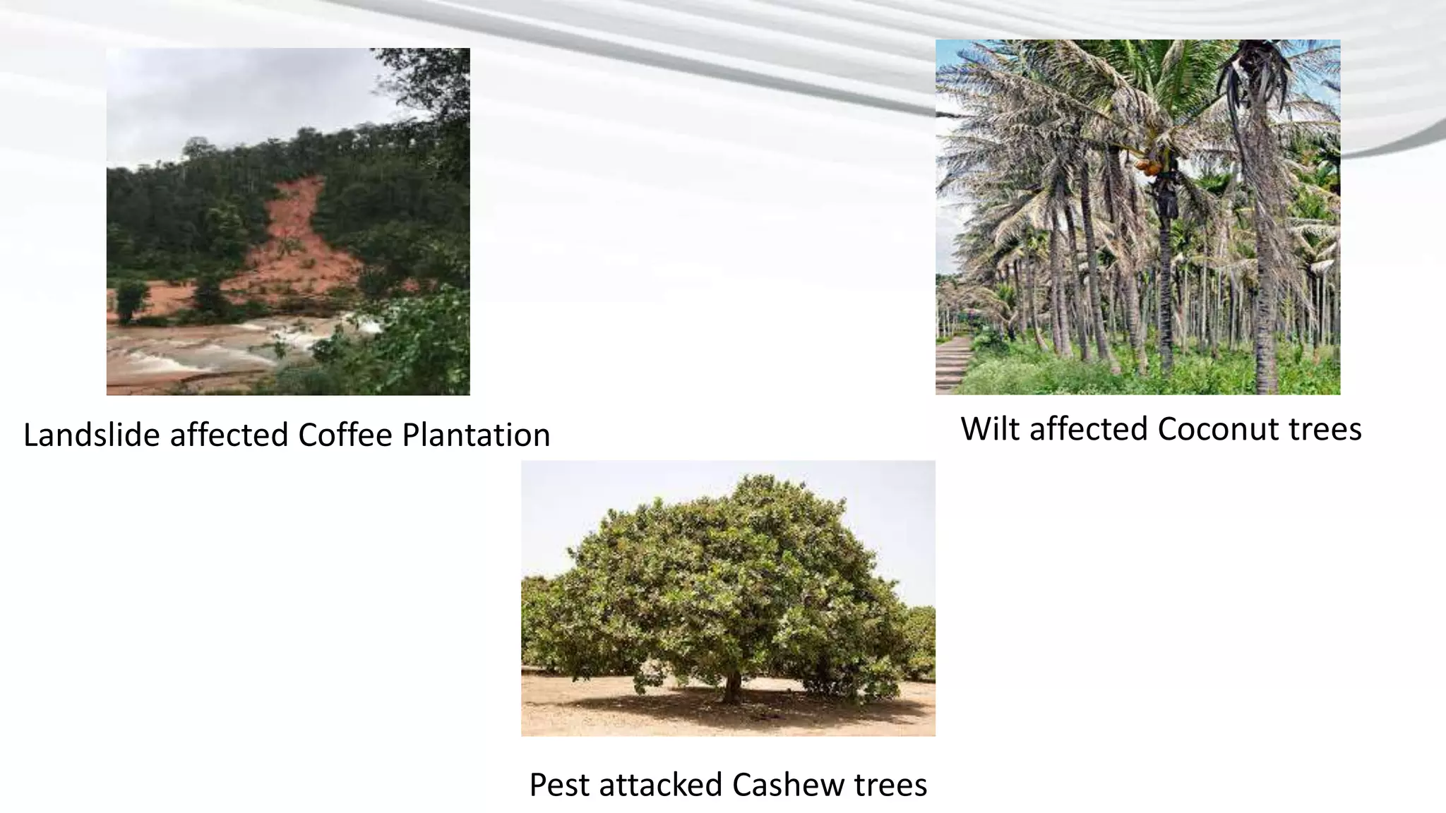 SCOPE, IMPORTANCE AND CONSTRAINTS OF PLANTATION CROP PRODUCTION | PPTX