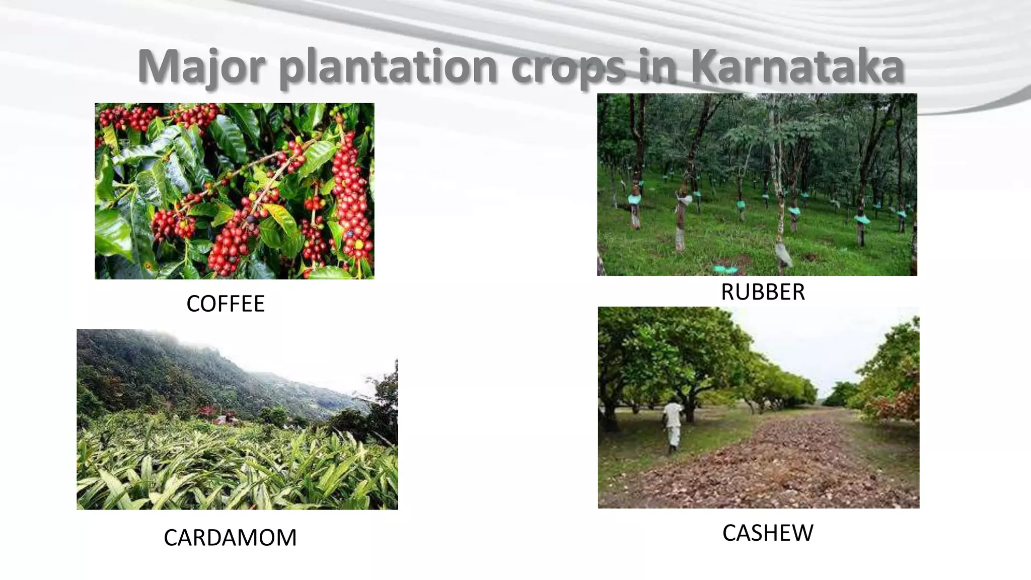 SCOPE, IMPORTANCE AND CONSTRAINTS OF PLANTATION CROP PRODUCTION | PPTX
