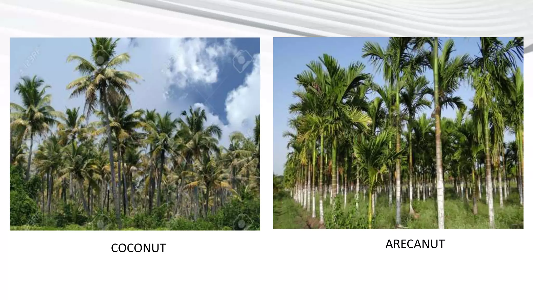 SCOPE, IMPORTANCE AND CONSTRAINTS OF PLANTATION CROP PRODUCTION | PPTX