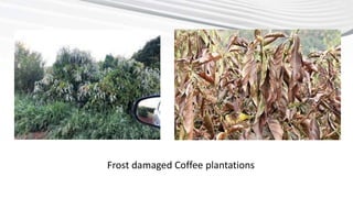 SCOPE, IMPORTANCE AND CONSTRAINTS OF PLANTATION CROP PRODUCTION | PPTX