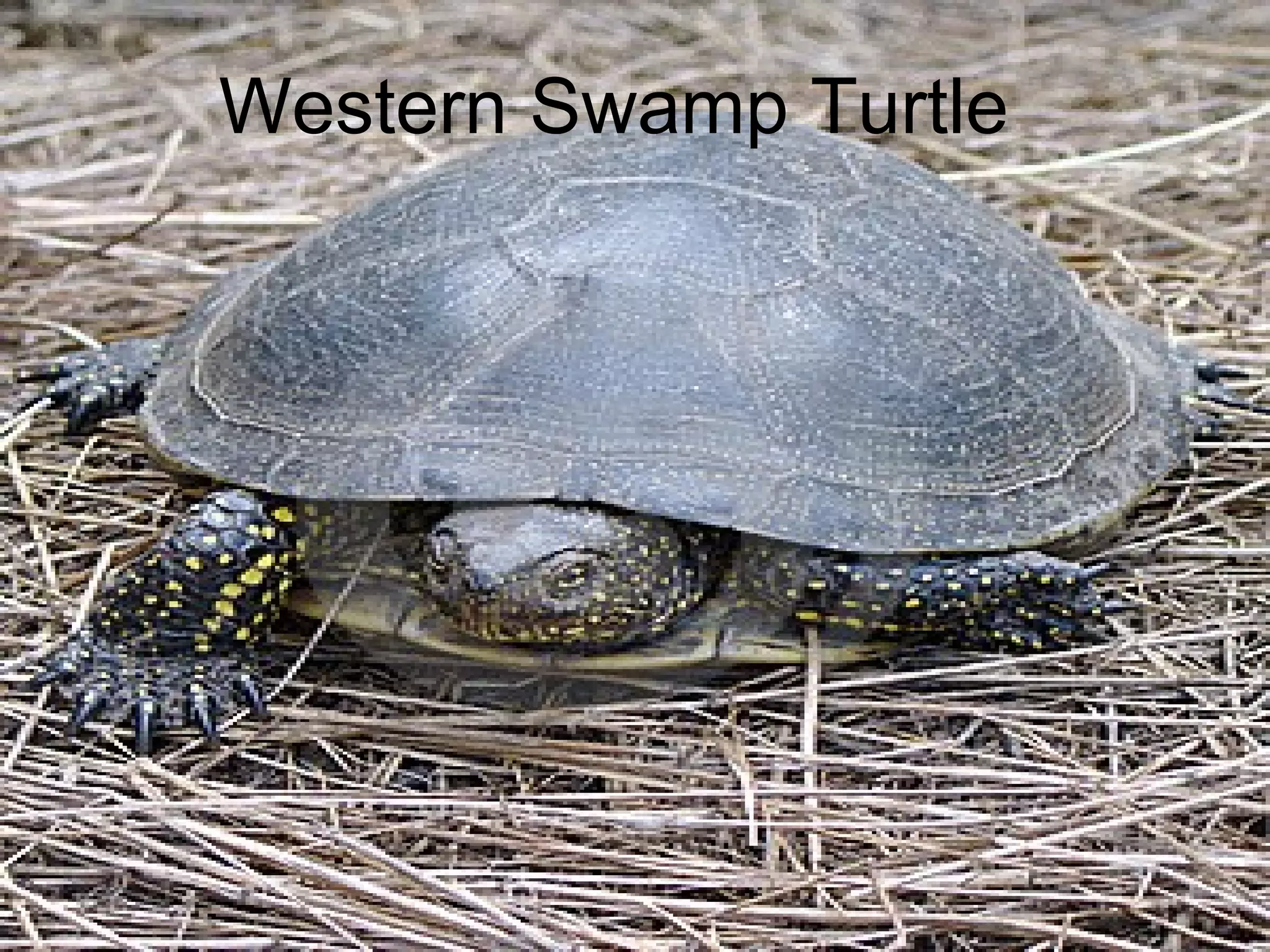 Western Swamp Turtle | PPT