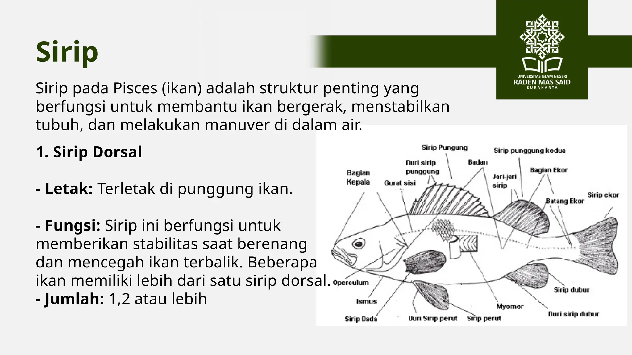 Pengenalan, Jenis Kelas, Karakteristik Animalia Pisces | PPTX