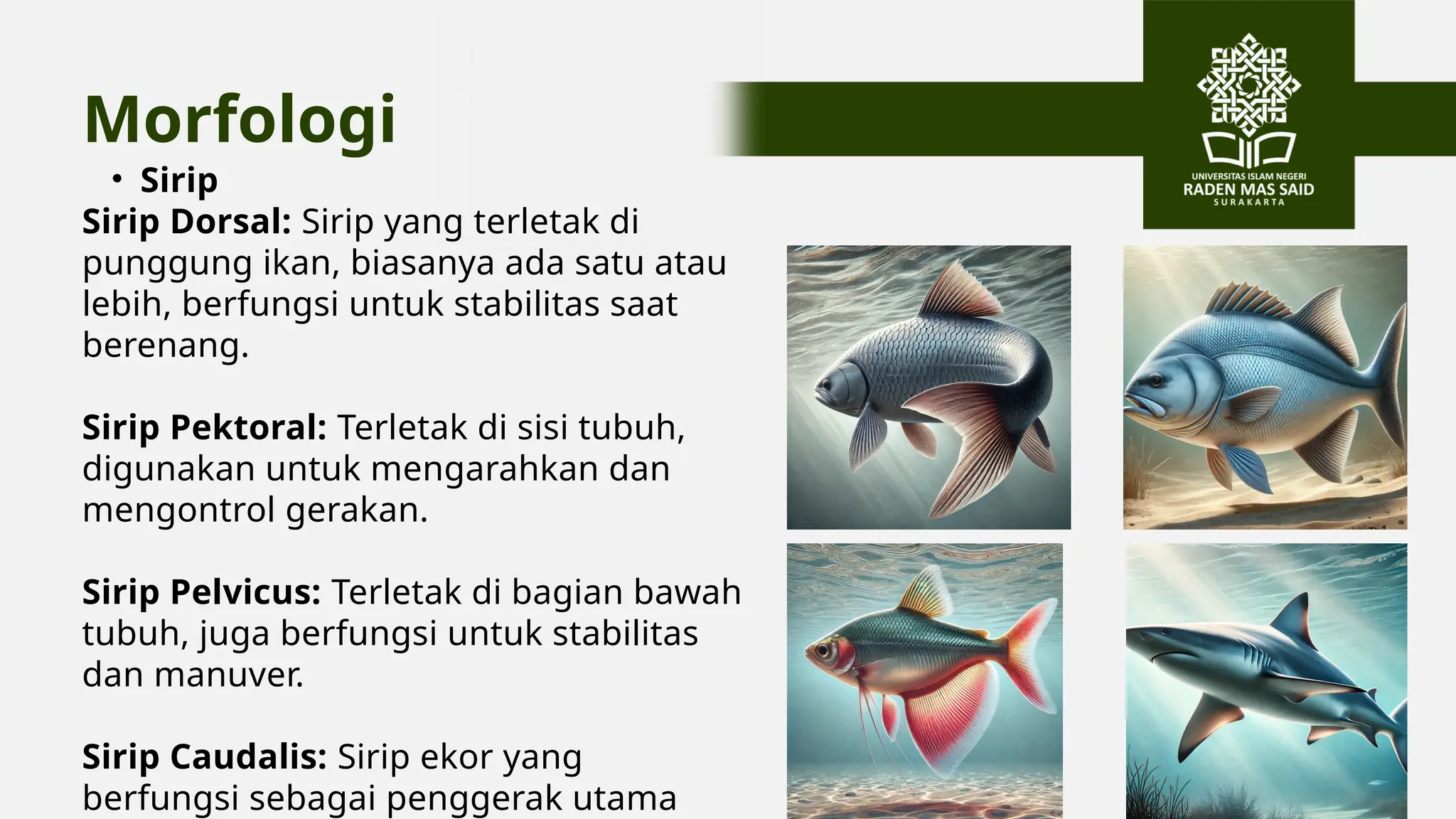 Pengenalan, Jenis Kelas, Karakteristik Animalia Pisces | PPTX