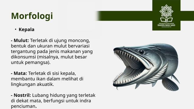 Pengenalan, Jenis Kelas, Karakteristik Animalia Pisces | PPTX