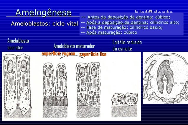 Amelogenese texto