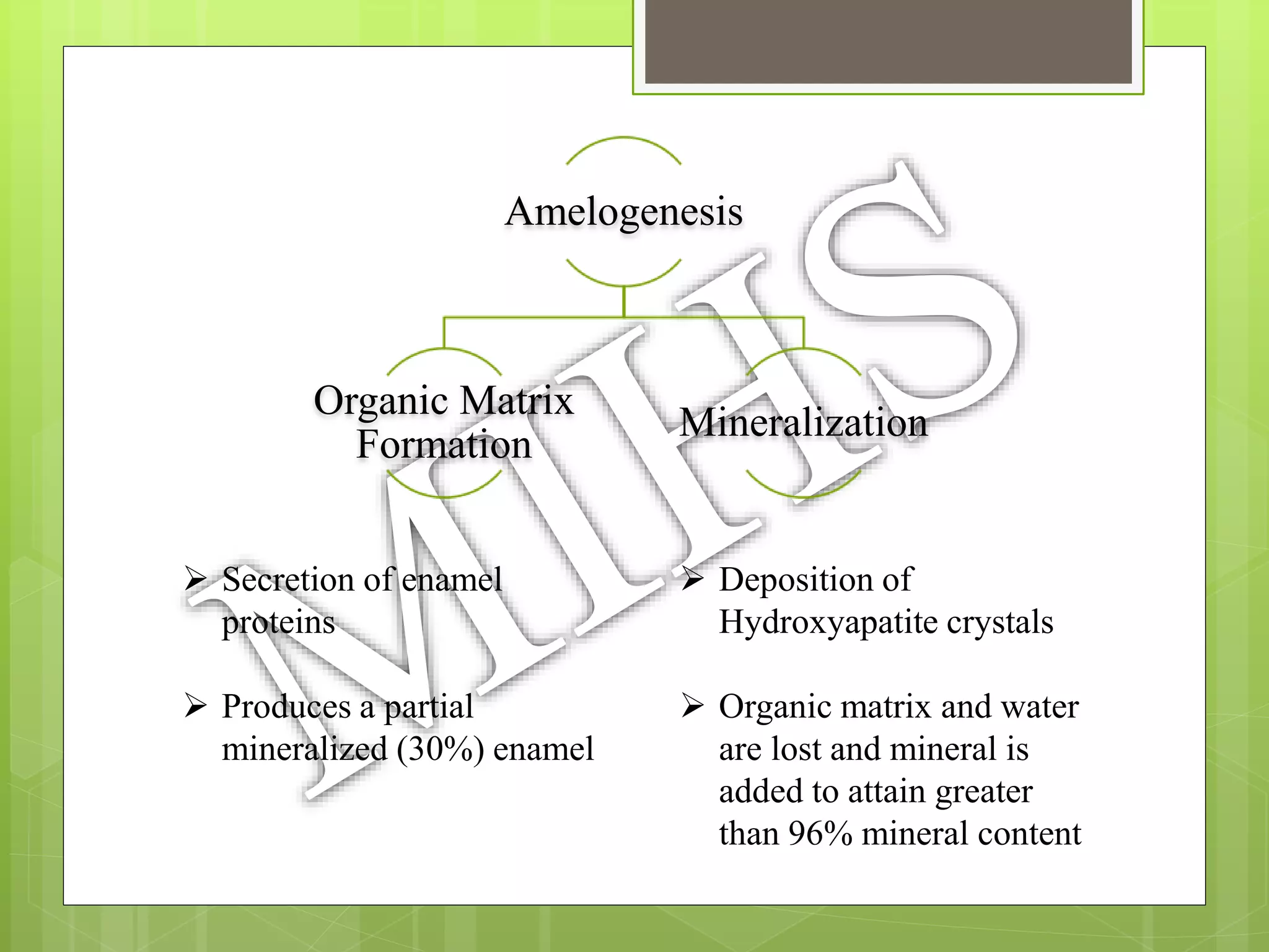 Amelogenesis | PPTX