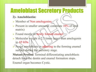 Amelogenesis | PPTX